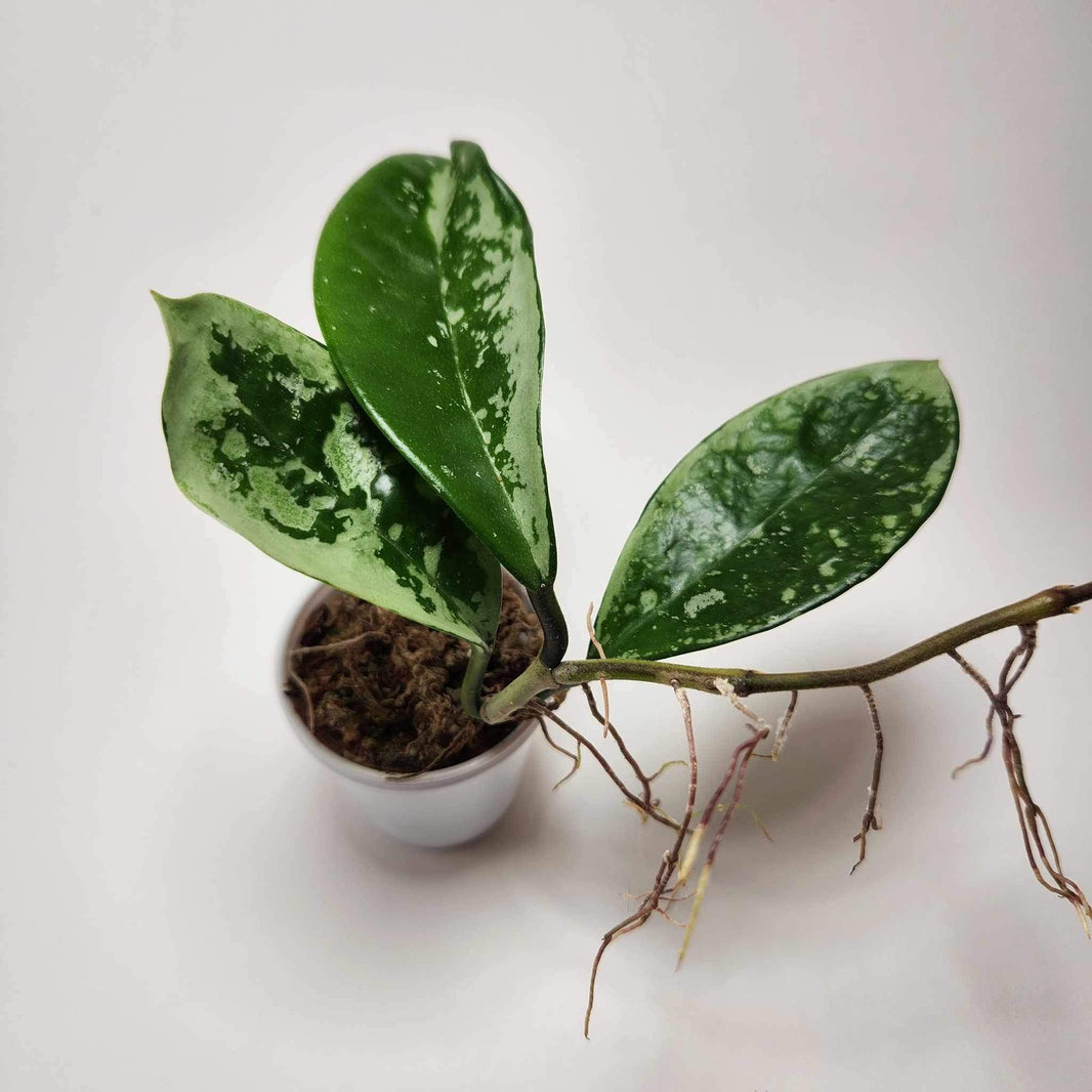All Rare & Exotic Houseplants – Not A Plant Addiction