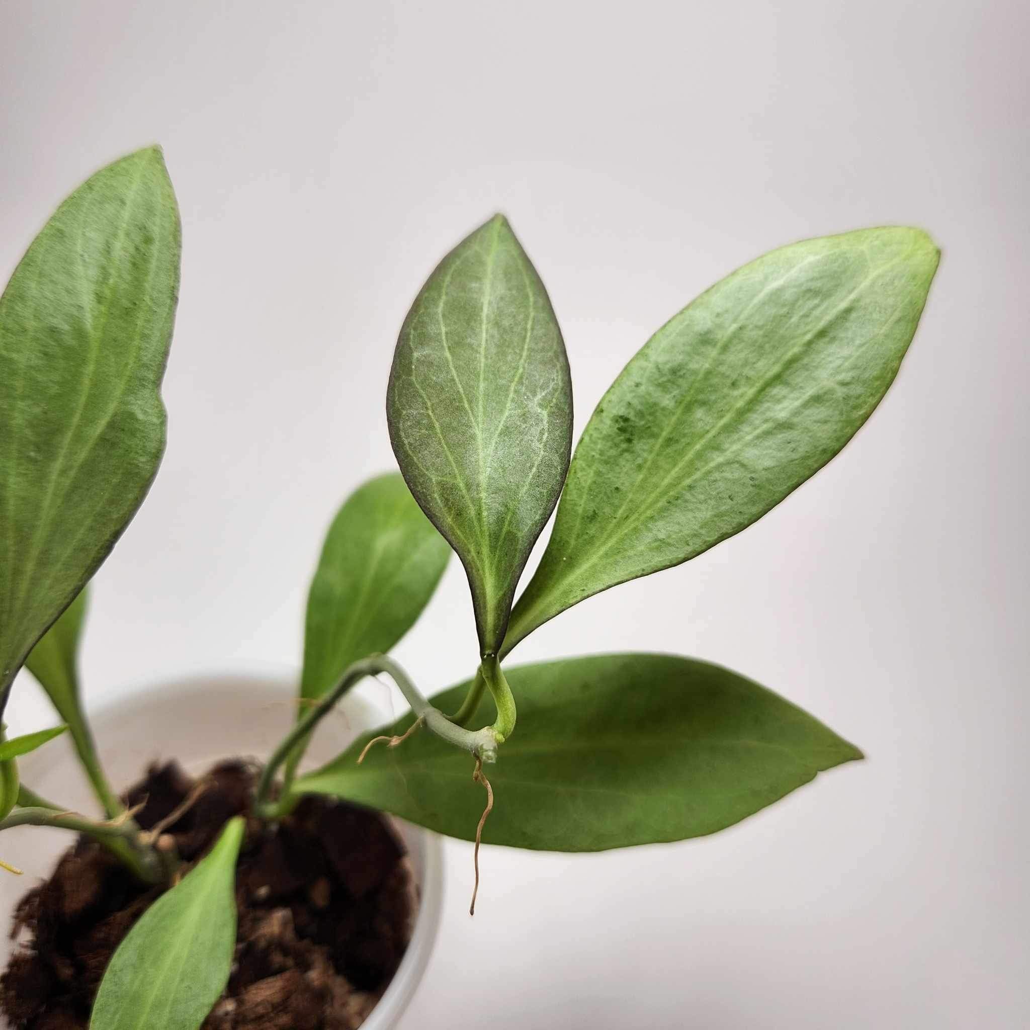 Home / Products / Hoya New Guinea Ghost B